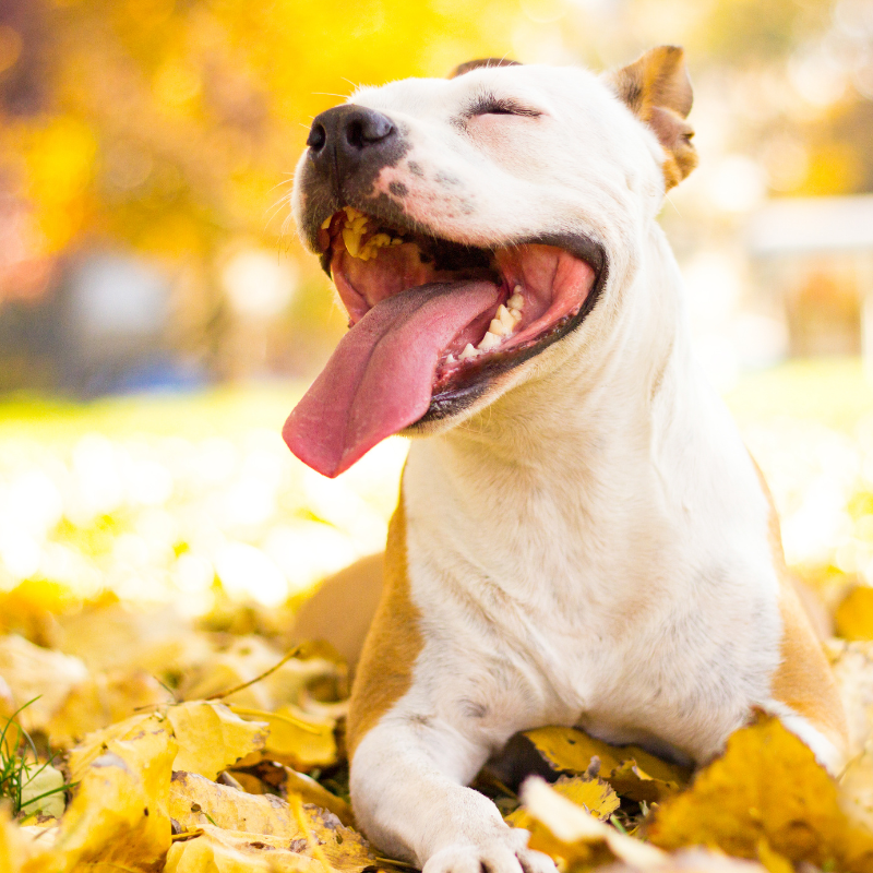 Heavy Duty Chew Proof – Jantre Living