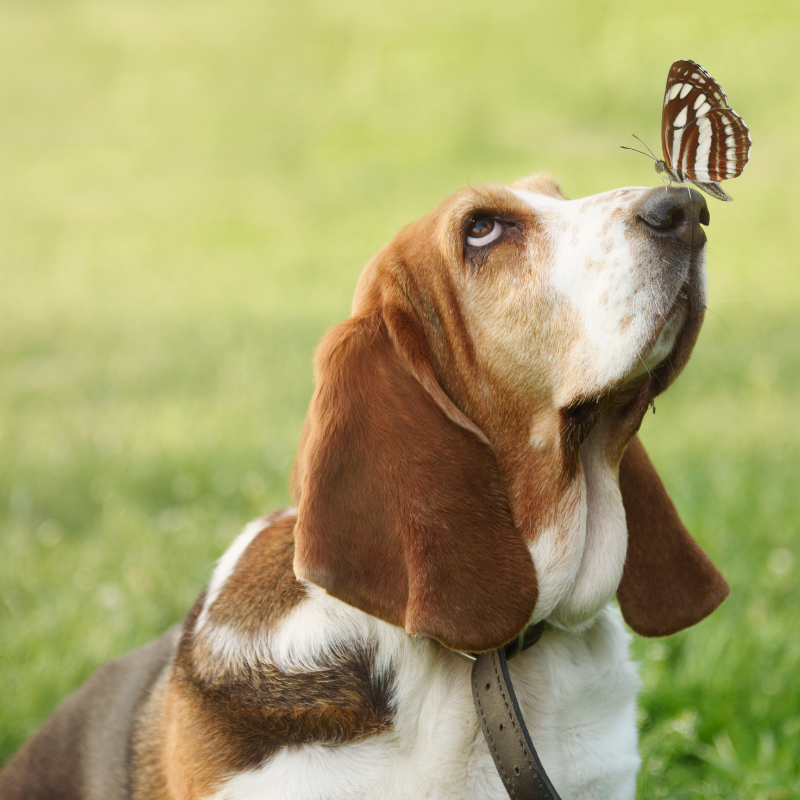 With Storage/Shelves – Jantre Living